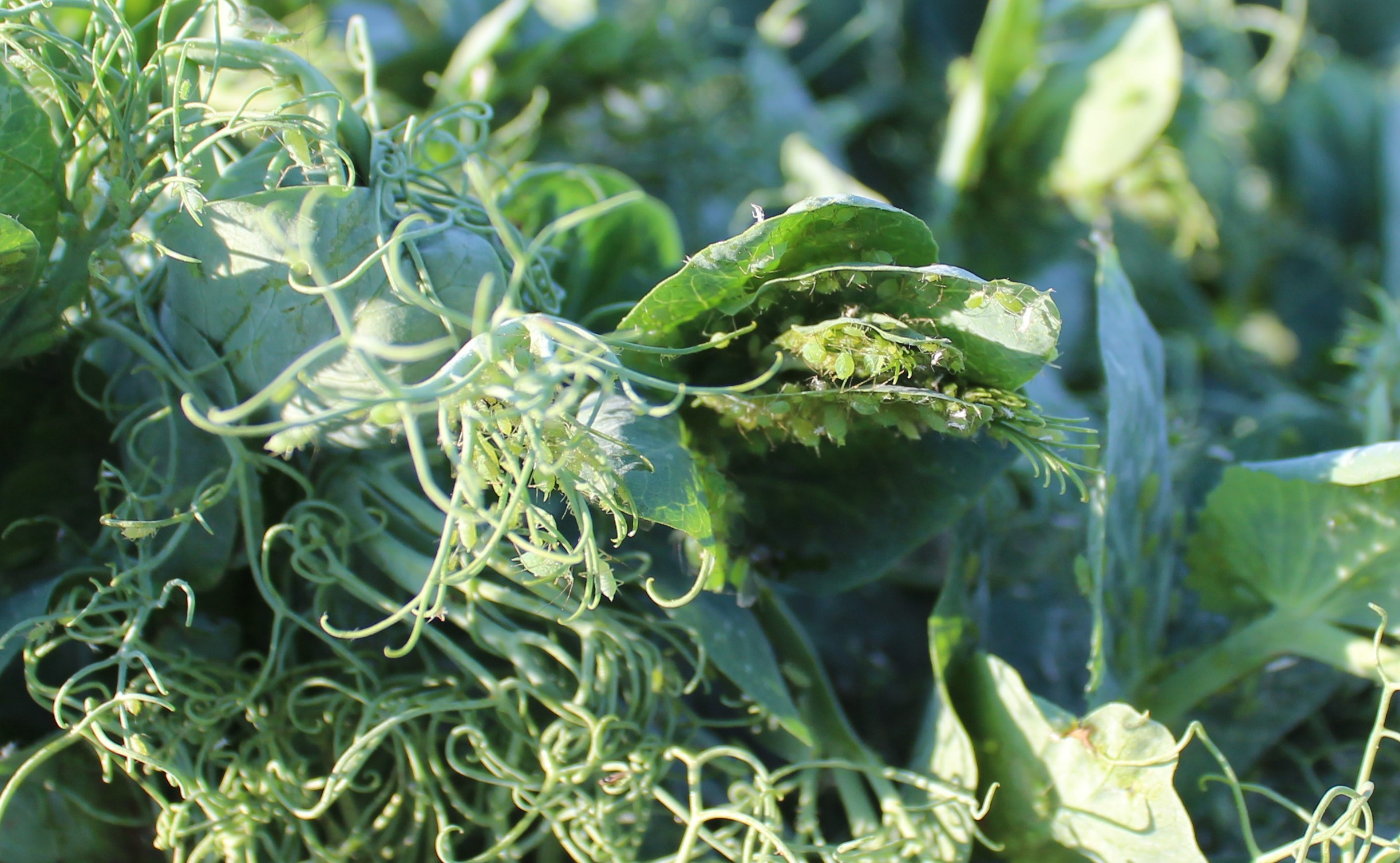 Pea Aphids – Acyrthosiphon pisum | Delta Valley Farm